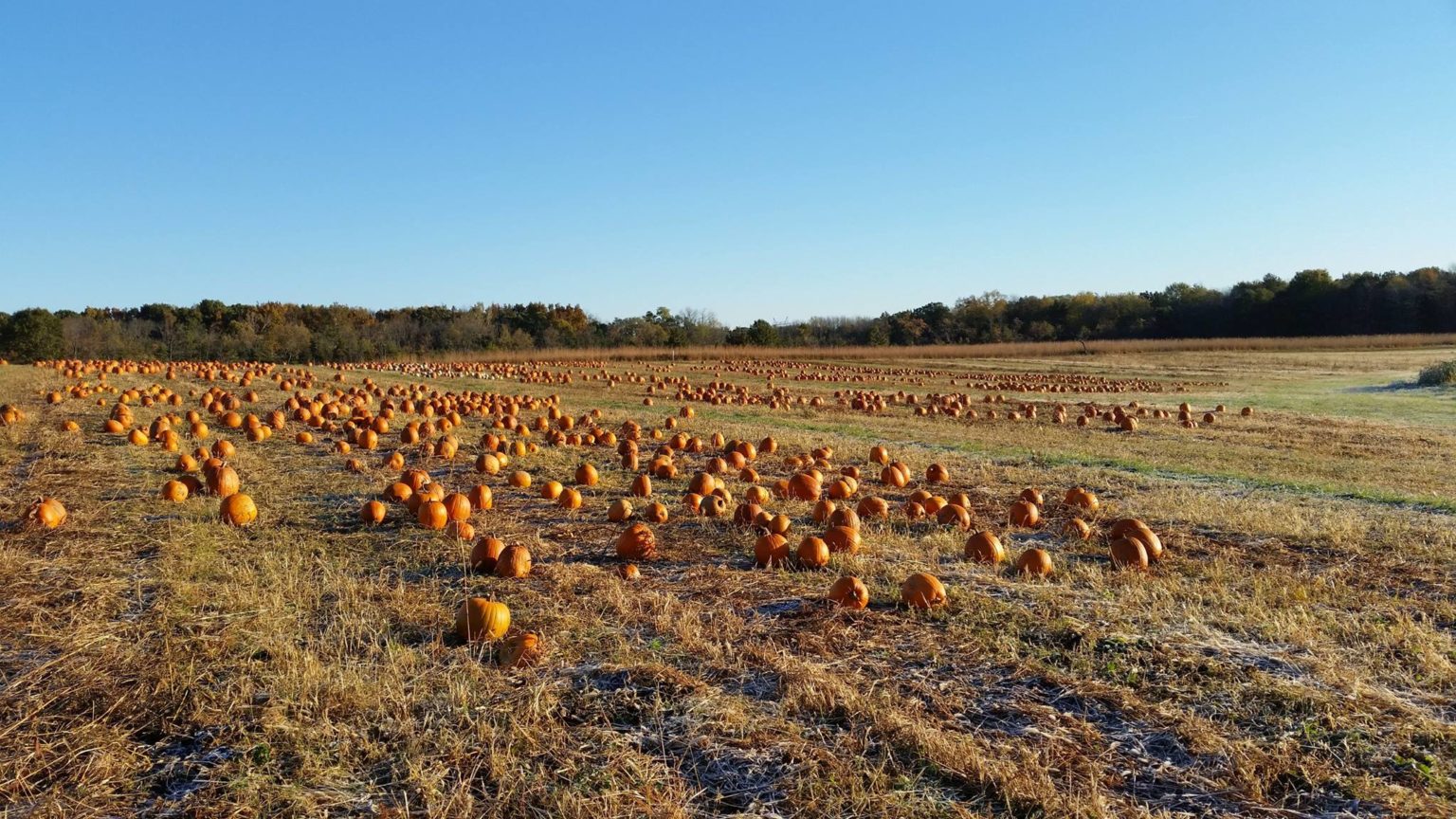 10 Perfect Pumpkin Patches To Check Out Around Columbus