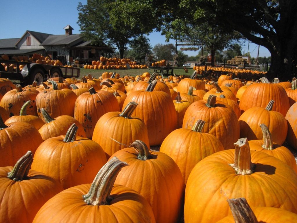 10 Perfect Pumpkin Patches To Check Out Around Columbus