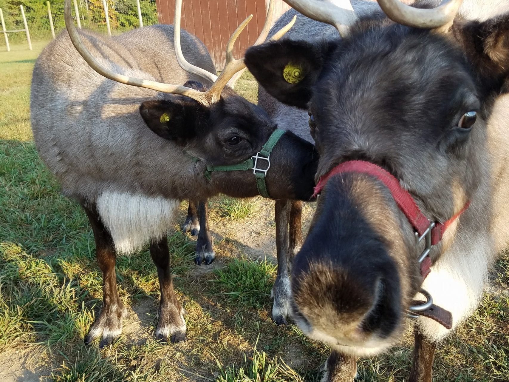 This Reindeer Farm Just North Of Columbus Is Totally Enchanting