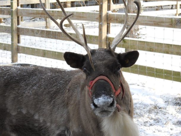 This Reindeer Farm Just North Of Columbus Is Totally Enchanting
