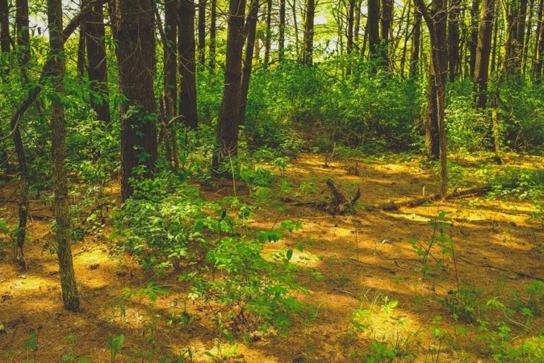 The Tall Pines Area At Walnut Woods Is One Of The Best Kept Secrets In ...