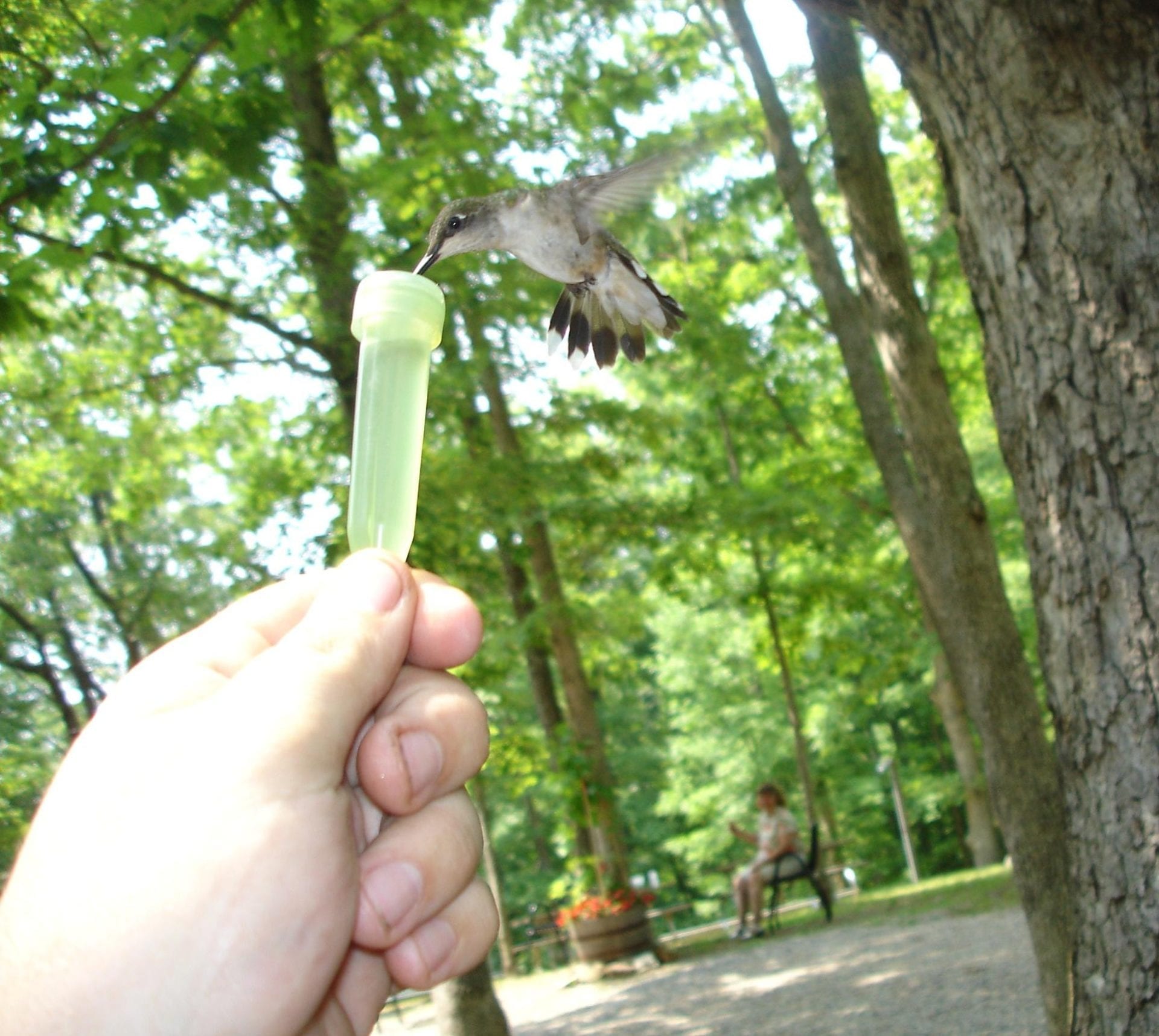 You Can Hand Feed Hummingbirds In The Hocking Hills This Summer