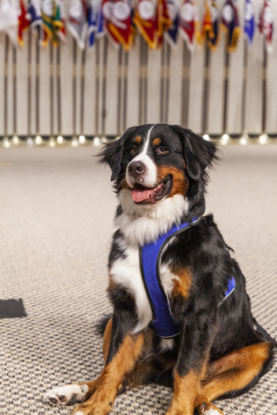 Hug Dogs, Not Drug Dogs: Get To Know CPD's New Therapy Dog Unit