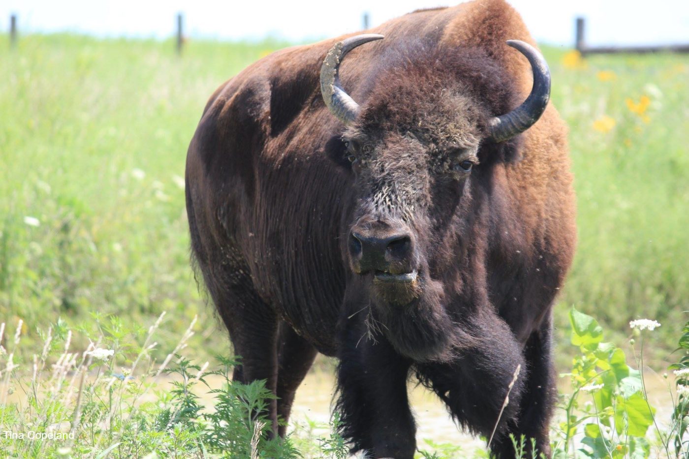 See Bison Roam The Prairie At This Stunning Columbus Metro Park