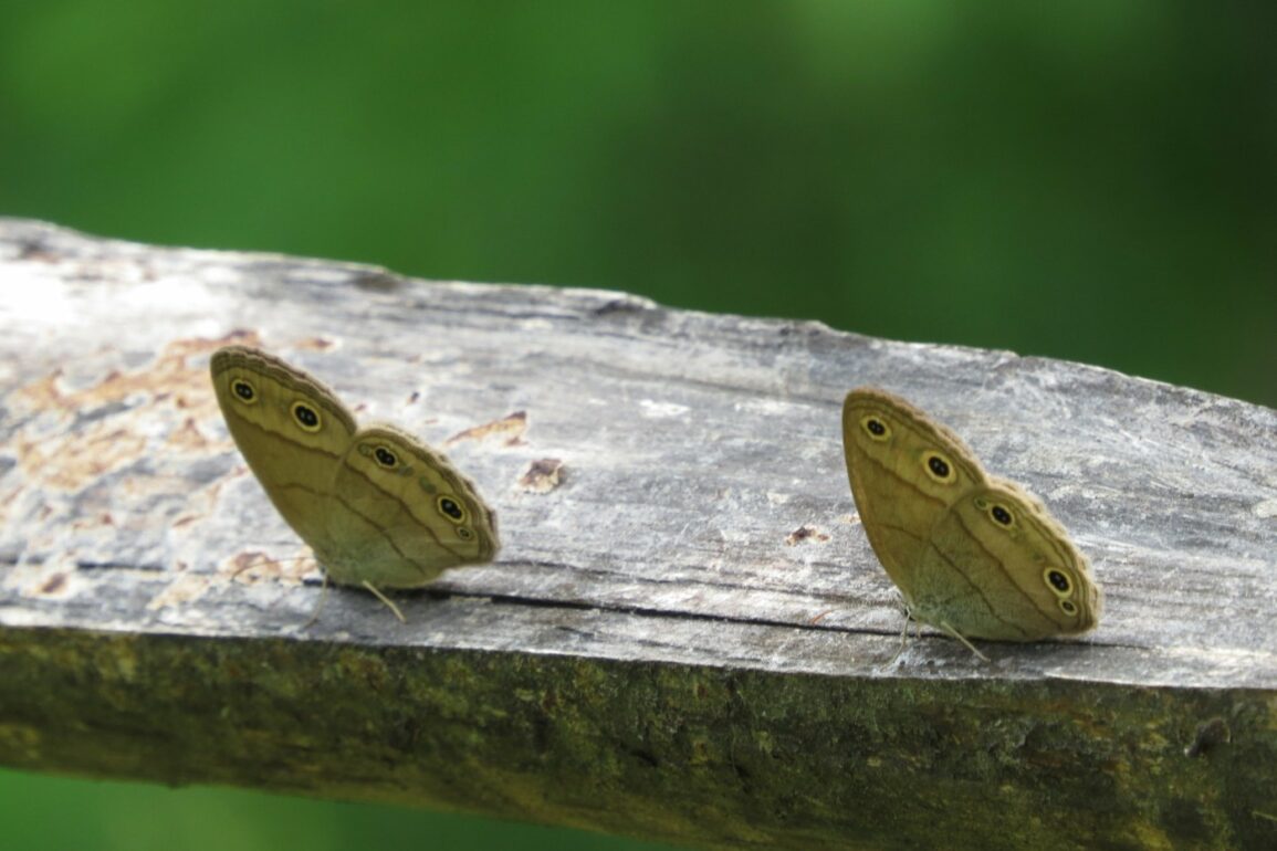 Butterfly Ridge In Hocking Hills Is An Enchanted Place For Beautiful ...