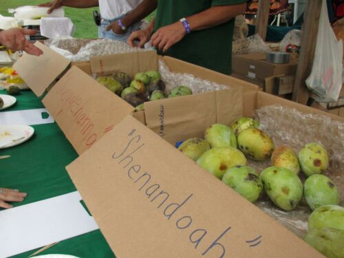 Fall In Love With Central Ohio’s Best Fall Festivals