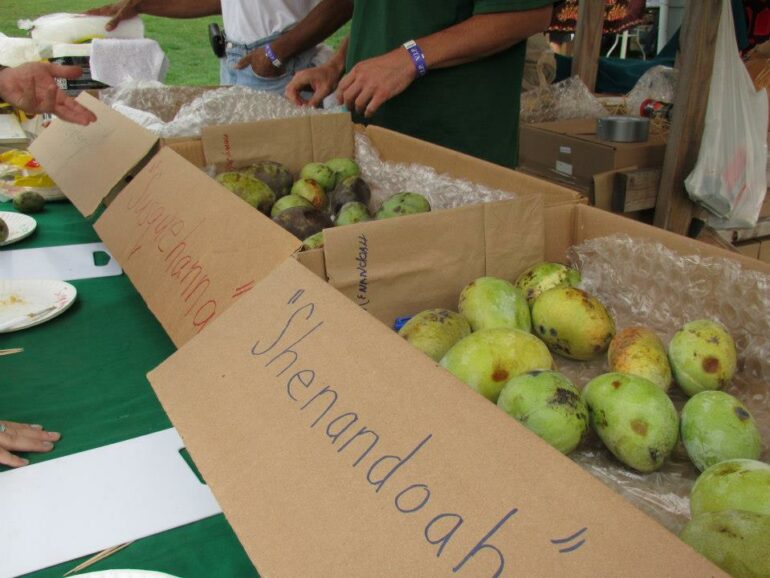 It's Pawpaw Season: How To Find, Eat, And Enjoy Ohio’s Native Fruit