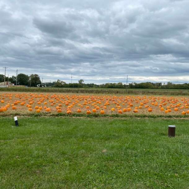 10 Perfect Pumpkin Patches To Check Out Around Columbus
