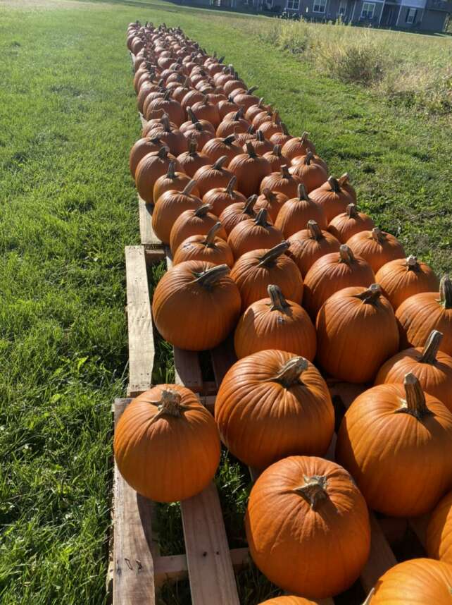 10 Perfect Pumpkin Patches To Check Out Around Columbus