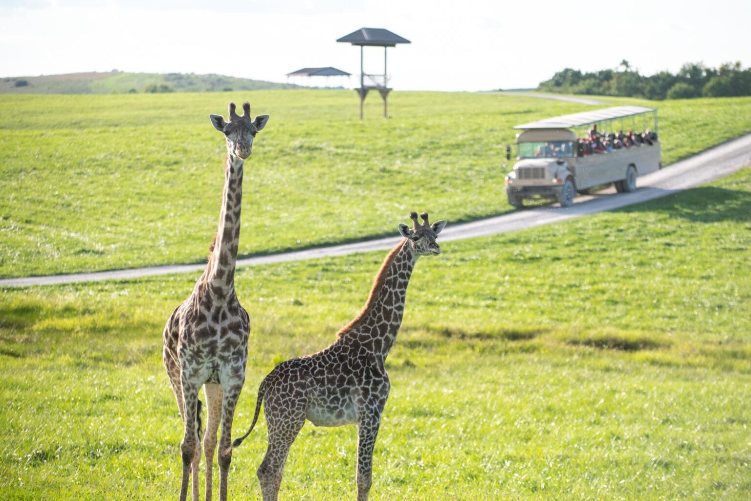 Go On A Safari Adventure This Summer At The Wilds