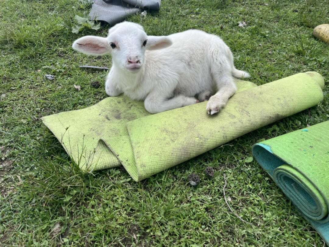 Say Namaste To The Cutest Workout: Goat Yoga In Columbus