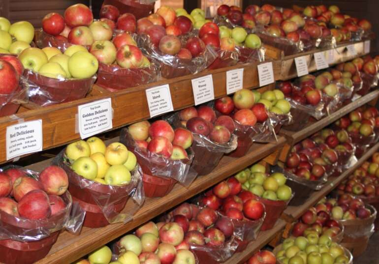 These Charming Apple Orchards Are Perfect Fun For Late Summer Days