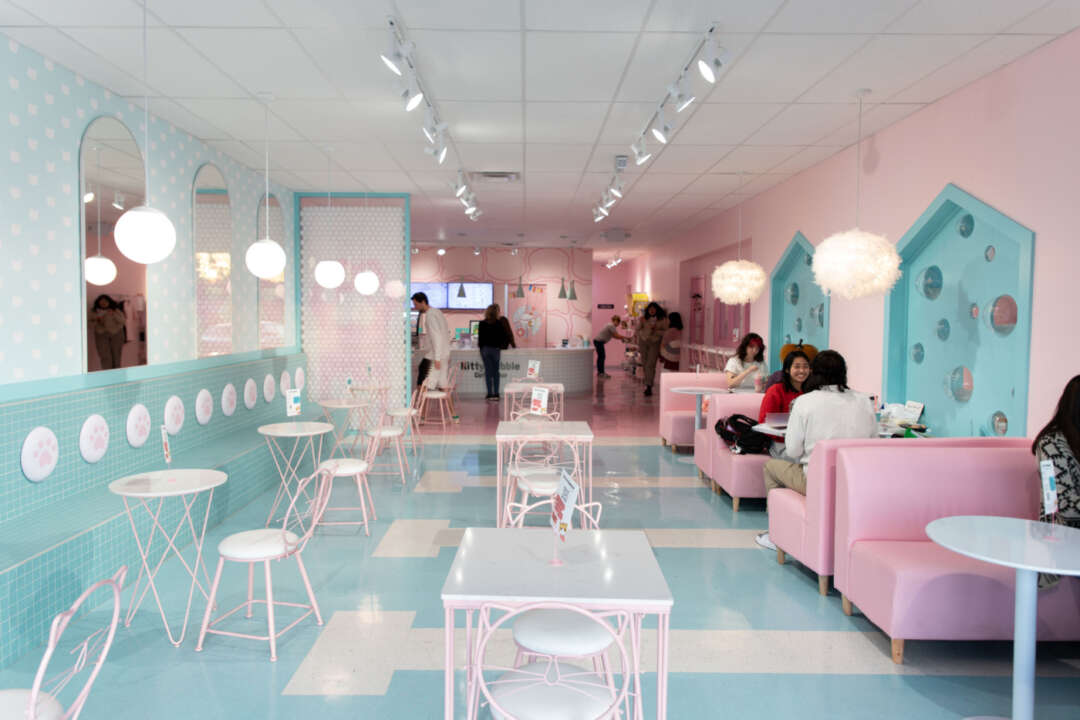 This Bright And Bubbly Cat Cafe Is A Great Place To Forget Your Worries