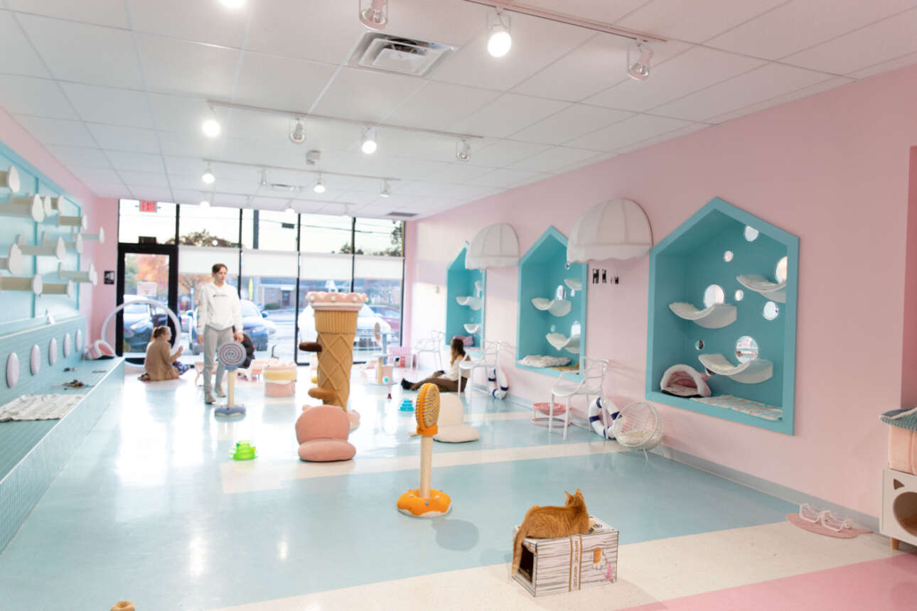 This Bright And Bubbly Cat Cafe Is A Great Place To Forget Your Worries