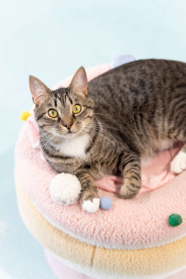 This Bright And Bubbly Cat Cafe Is A Great Place To Forget Your Worries