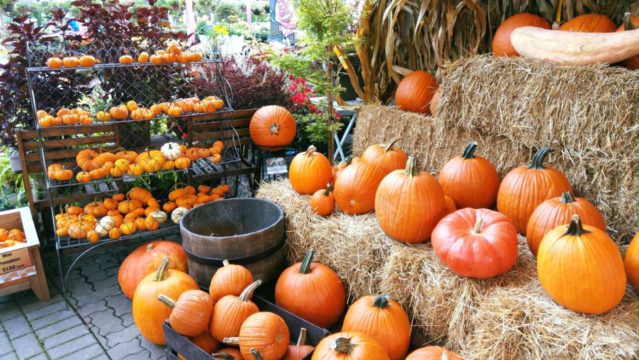 This 80+ Year Old Locally Owned Garden Center Is Honestly Kind Of Magical
