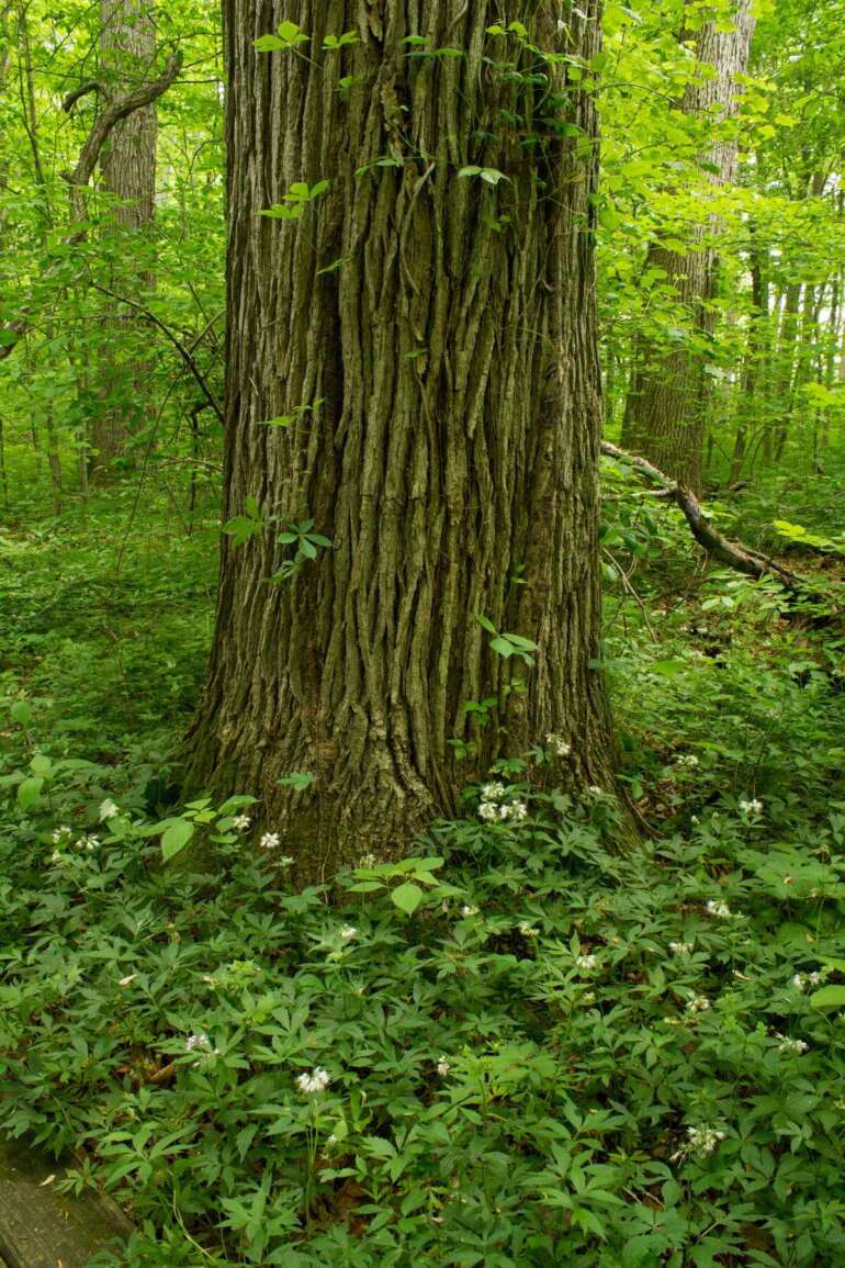 32 Hidden Spots & Natural Wonders Around Ohio You Need To Explore