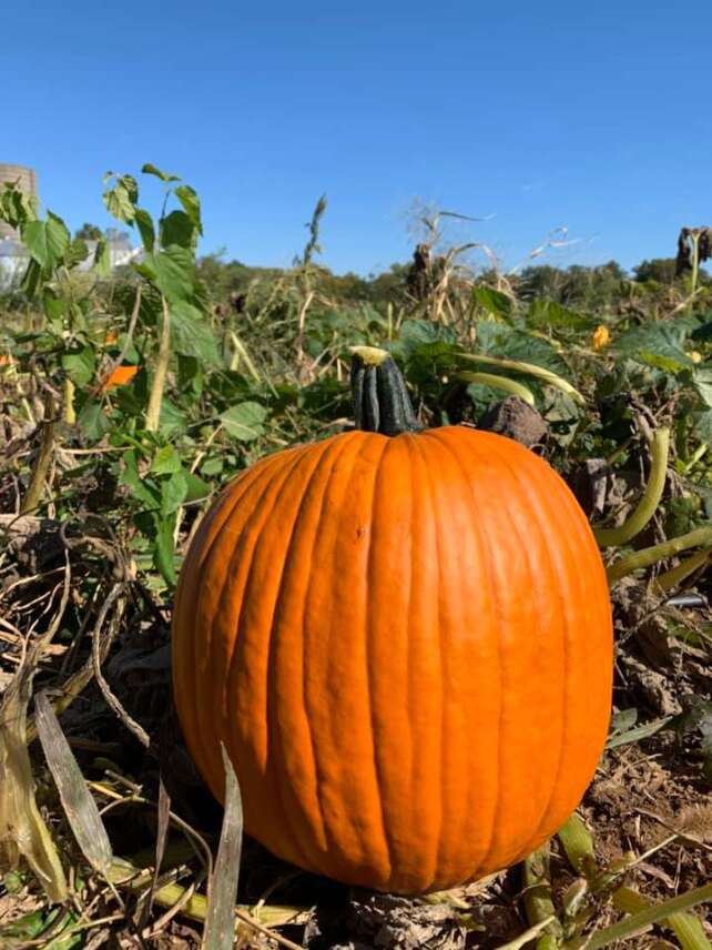 10 Perfect Pumpkin Patches To Check Out Around Columbus