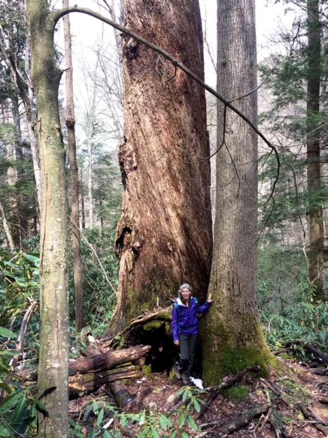 Ohio Is Home To The Most Old-Growth Forests In The U.S.