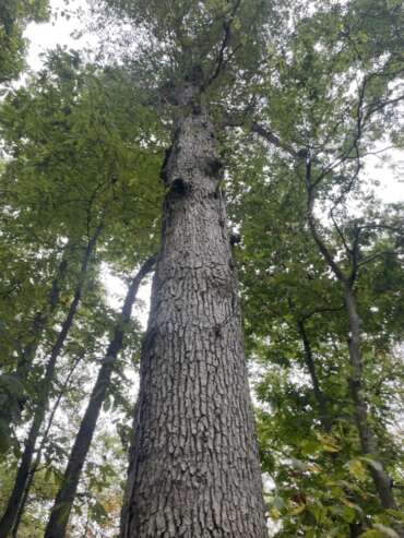 Ohio Is Home To The Most Old-Growth Forests In The U.S.