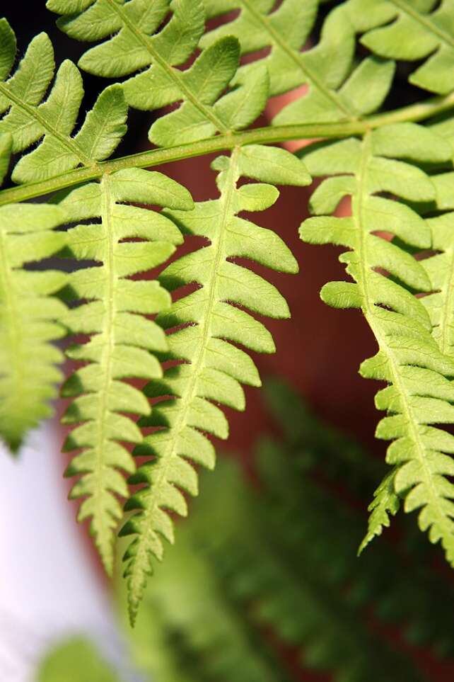 25+ Native Ohio Plants To Enrich Your Garden This Year