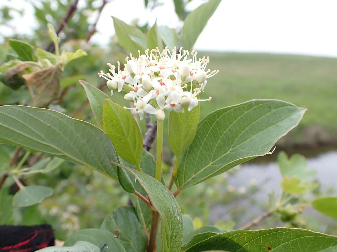 25+ Native Ohio Plants To Enrich Your Garden This Year