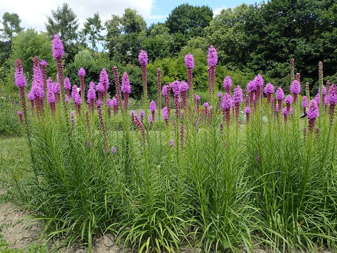 25+ Native Ohio Plants To Enrich Your Garden This Year