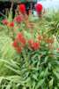 25+ Native Ohio Plants To Enrich Your Garden This Year