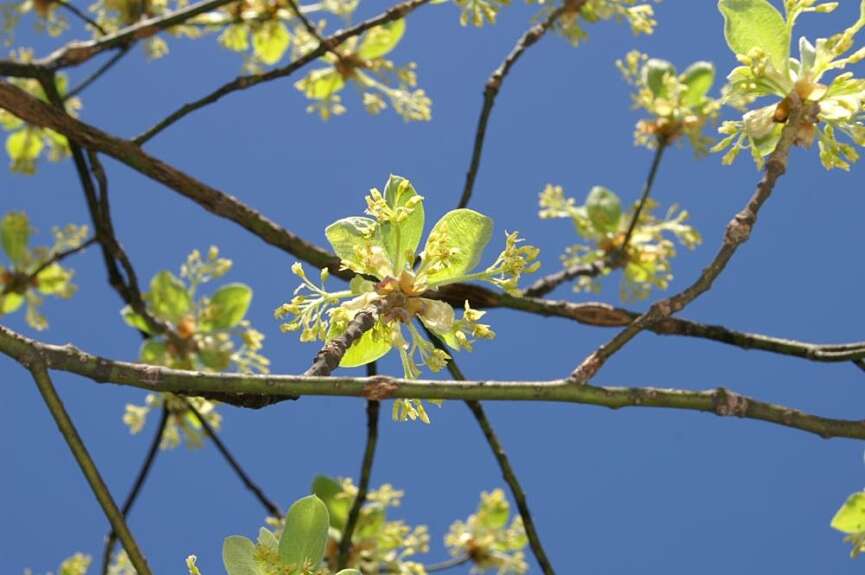 25+ Native Ohio Plants To Enrich Your Garden This Year