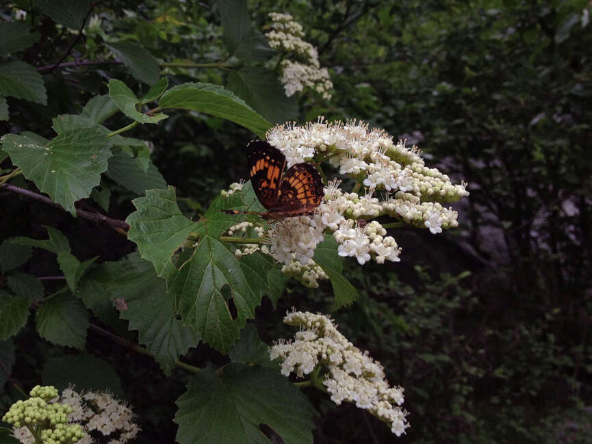 25+ Native Ohio Plants To Enrich Your Garden This Year