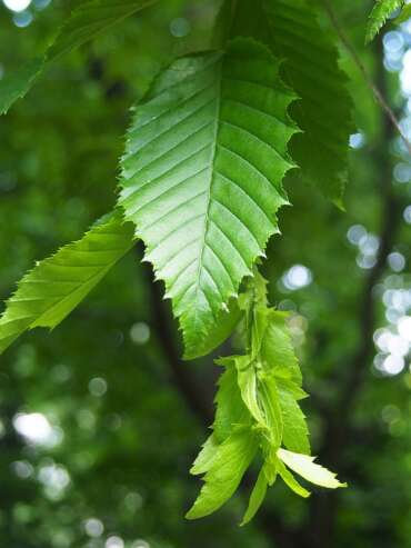 25+ Native Ohio Plants To Enrich Your Garden This Year
