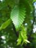 25+ Native Ohio Plants To Enrich Your Garden This Year