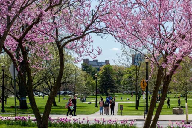 Here's Where You Can See Cherry Blossoms Around Columbus