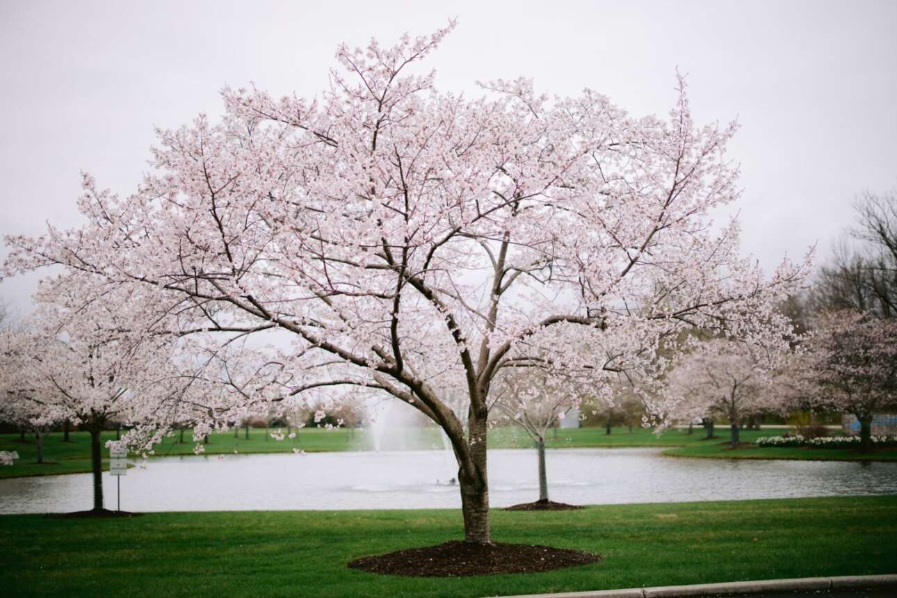 Here's Where You Can See Cherry Blossoms Around Columbus