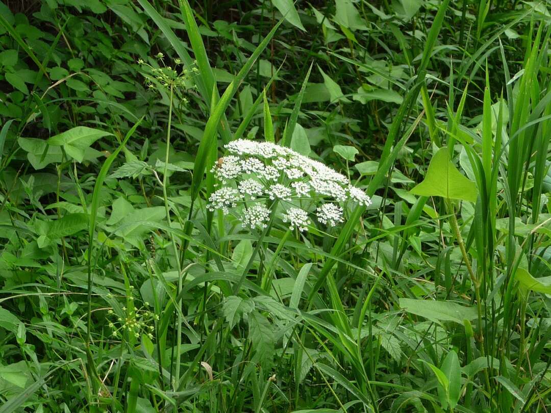 Beware The Backyard Menace: Poison Hemlock Is Spreading In Ohio