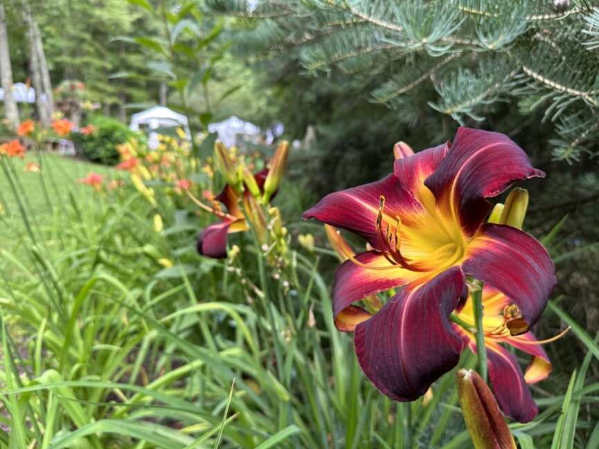 Discover The Beauty Of Hocking Hills At This Enchanting Flower Festival