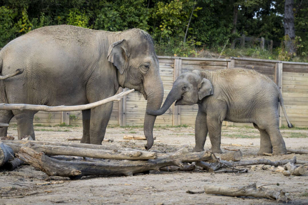 Columbus Zoo Is About To Welcome Not One, But TWO Baby Elephants