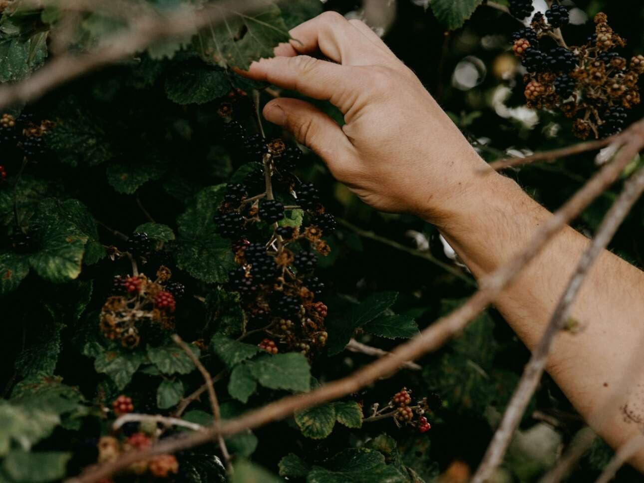 7 Fall Fruits You Can Forage In Ohio (And How To Find Them)