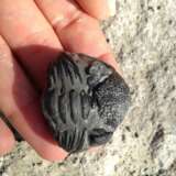 This Ohio Park Lets You Keep 375-Million-Year-Old Fossils (For Free!)