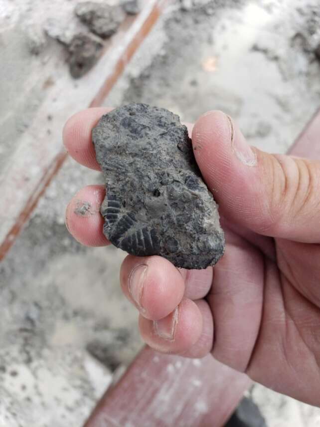 This Ohio Park Lets You Keep 375-Million-Year-Old Fossils (For Free!)