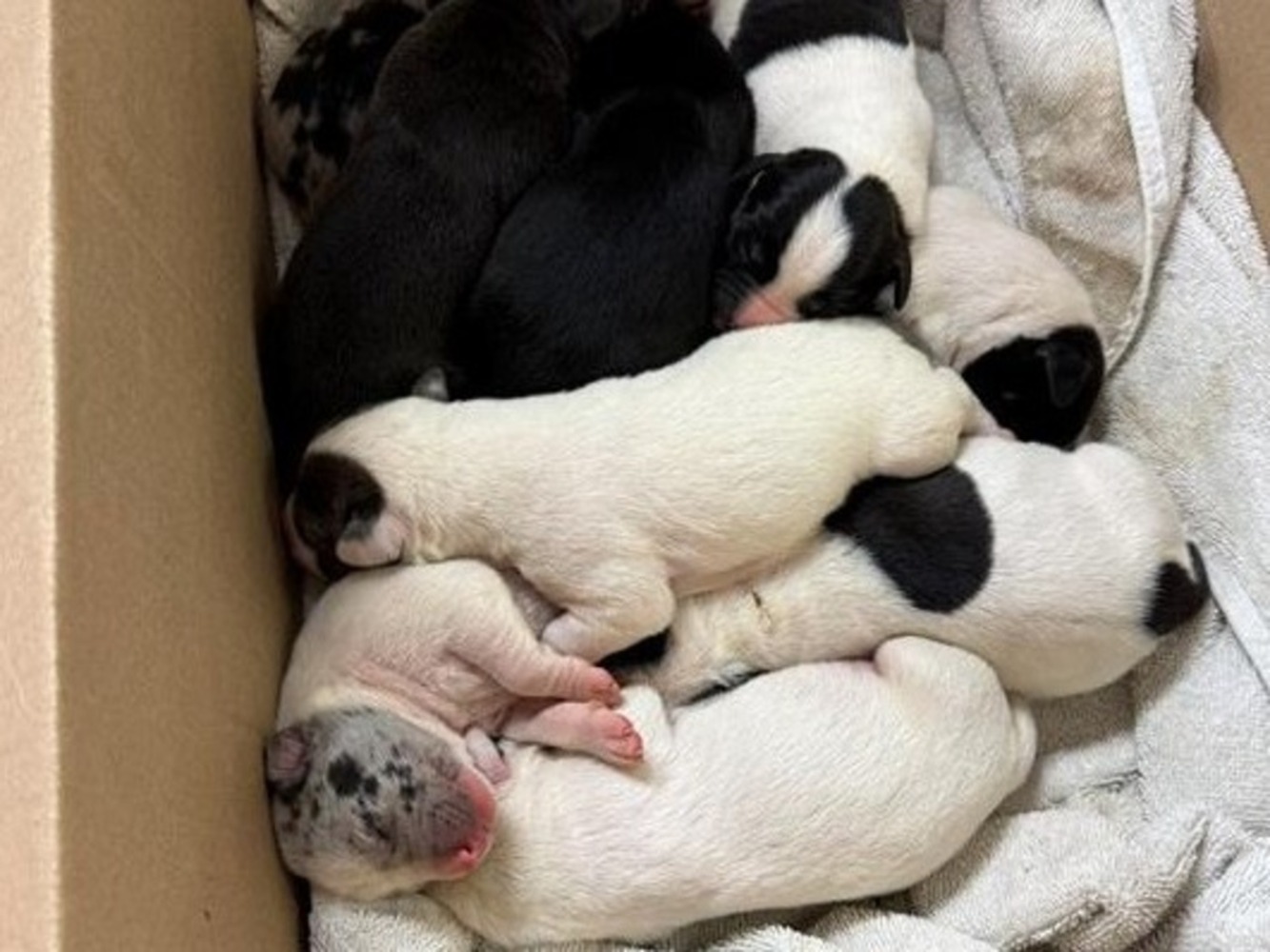 Puppies Found Freezing In Box On Morse Road Get A Second Chance