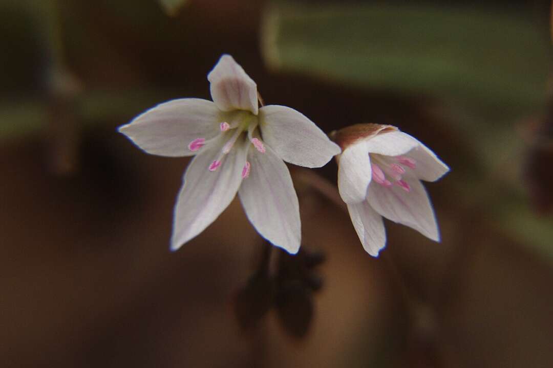 A Guide To Ohio's Wildflowers: Where To See These Stunning Spring Blooms
