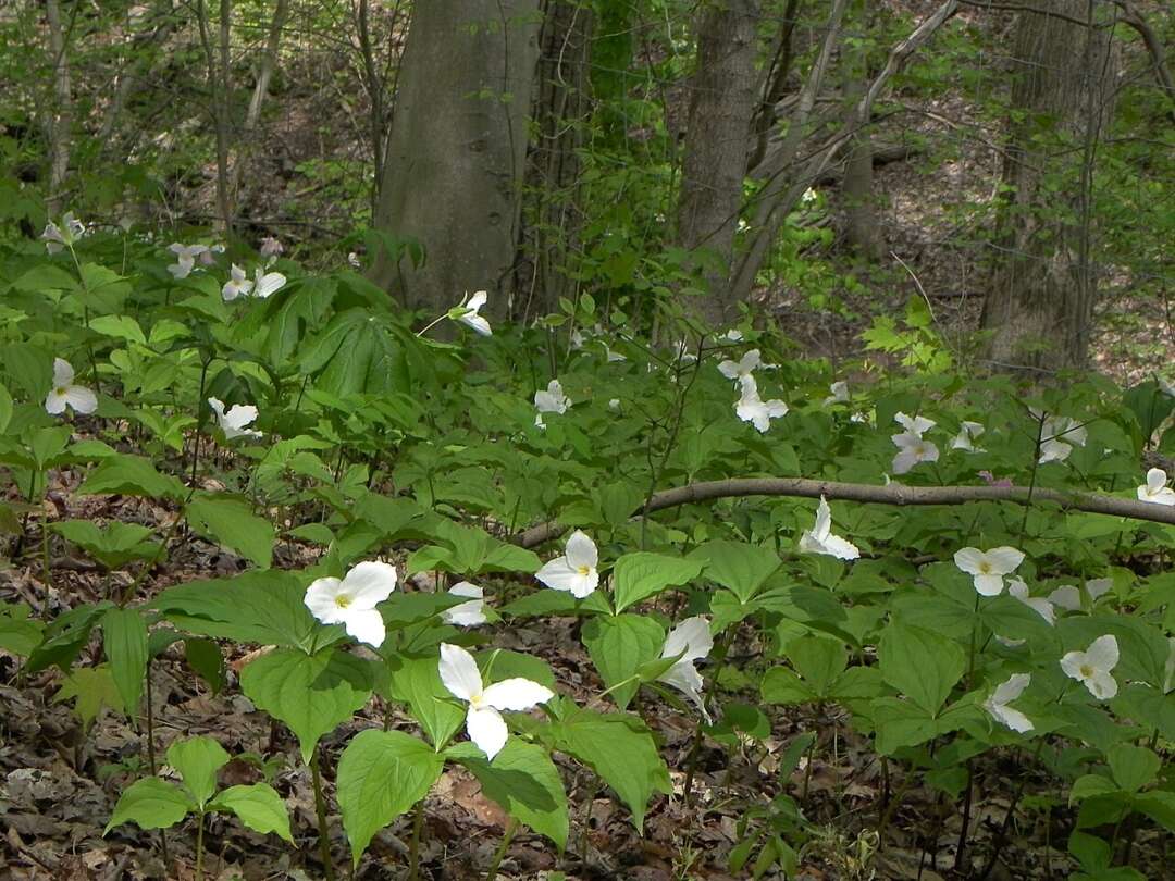 A Guide To Ohio's Wildflowers: Where To See These Stunning Spring Blooms