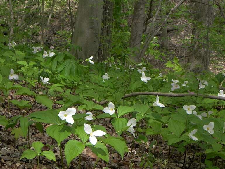A Guide To Ohio's Wildflowers: Where To See These Stunning Spring Blooms