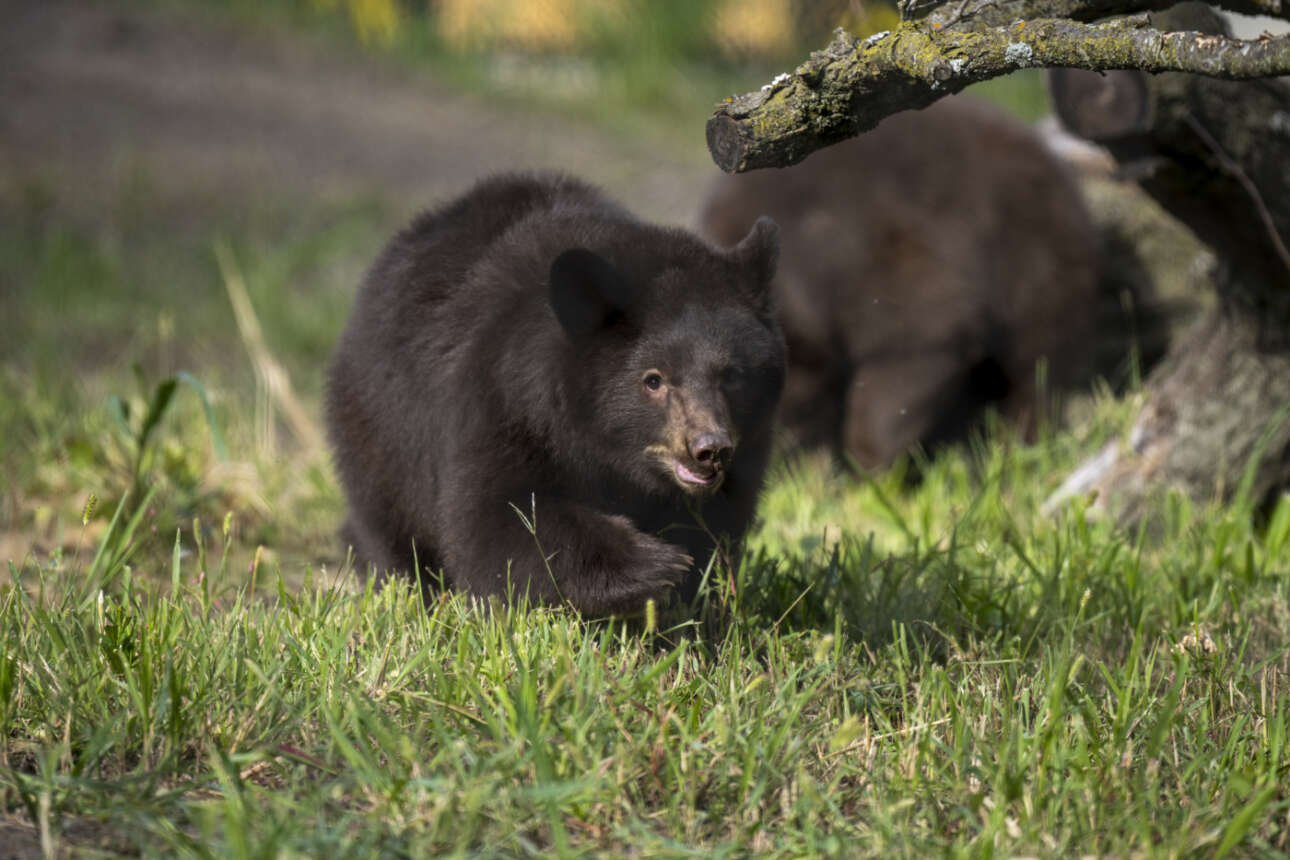 Two Adorable New Bear Cubs Are Moving Into The Columbus Zoo