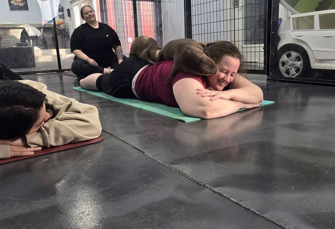 Otter Yoga Is The Cutest Fitness Activity You Can Book In Ohio