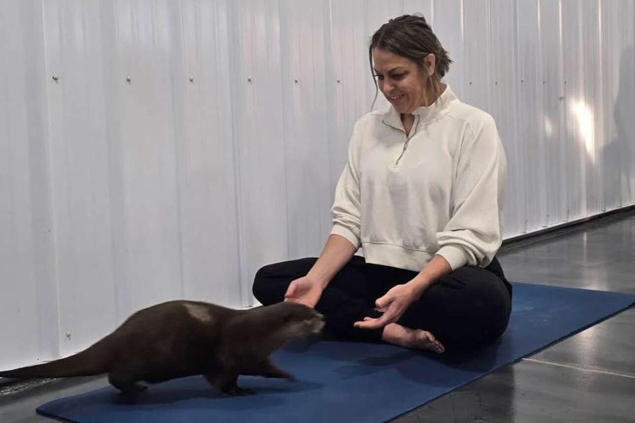 Otter Yoga Is The Cutest Fitness Activity You Can Book In Ohio